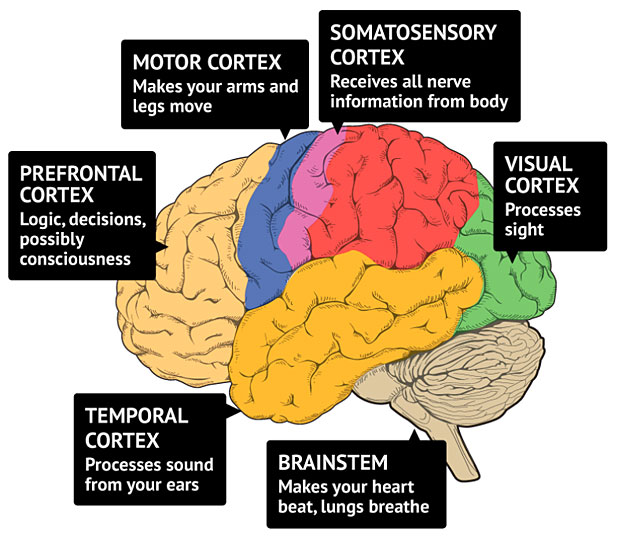How Much Of Your Brain Do You Use And Can You Boost It Stuff co nz