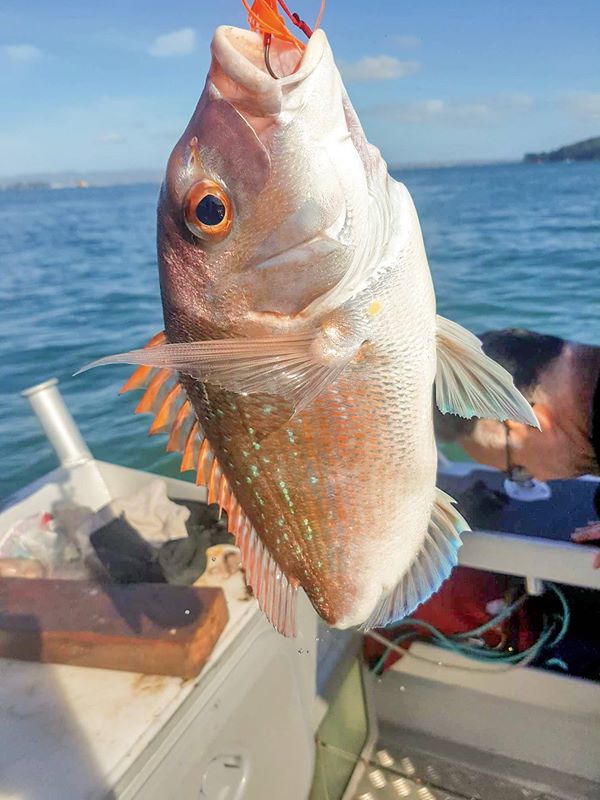 Mutant Auckland snapper puzzles marine biologist | Stuff.co.nz